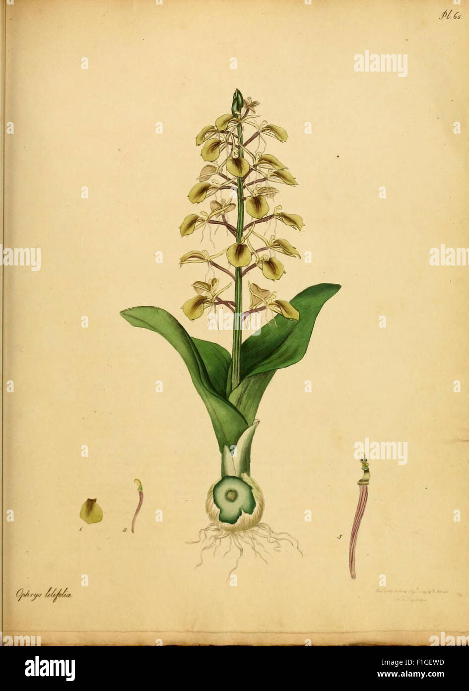 An illustration from 'The Botanist's Repository for New and Rare Plants ...