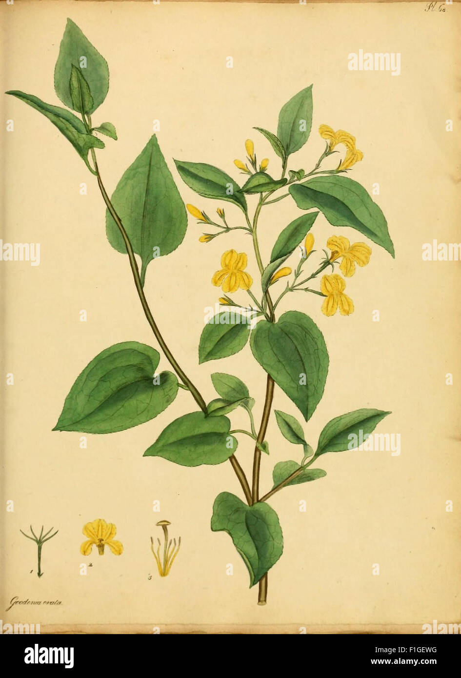 This 19th-century botanical work features a detailed illustration of ...