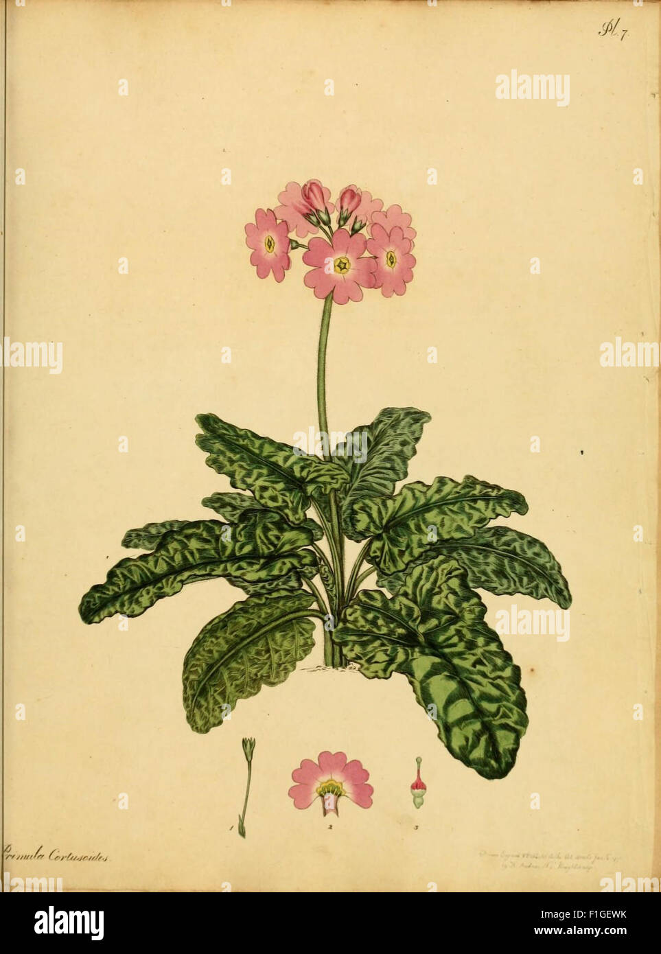 *The Botanist's Repository* presents illustrations of new and rare ...