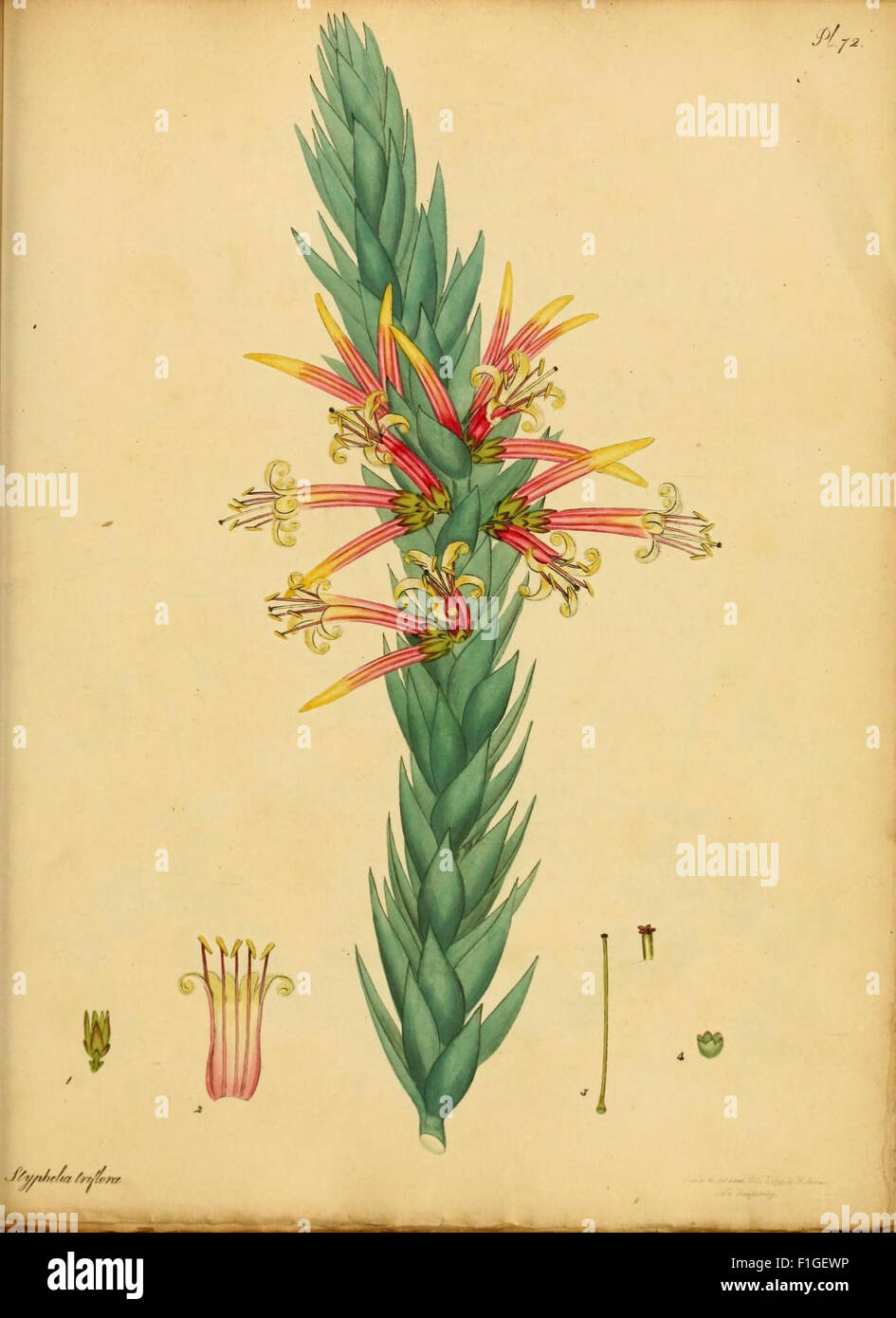 'The Botanist's Repository for New and Rare Plants' features ...