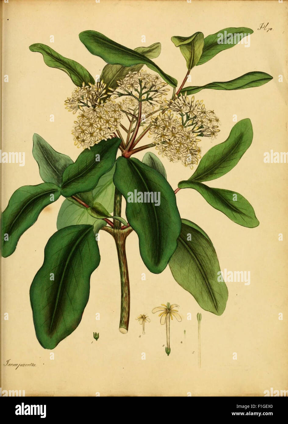 'The Botanist's Repository for New and Rare Plants' features ...