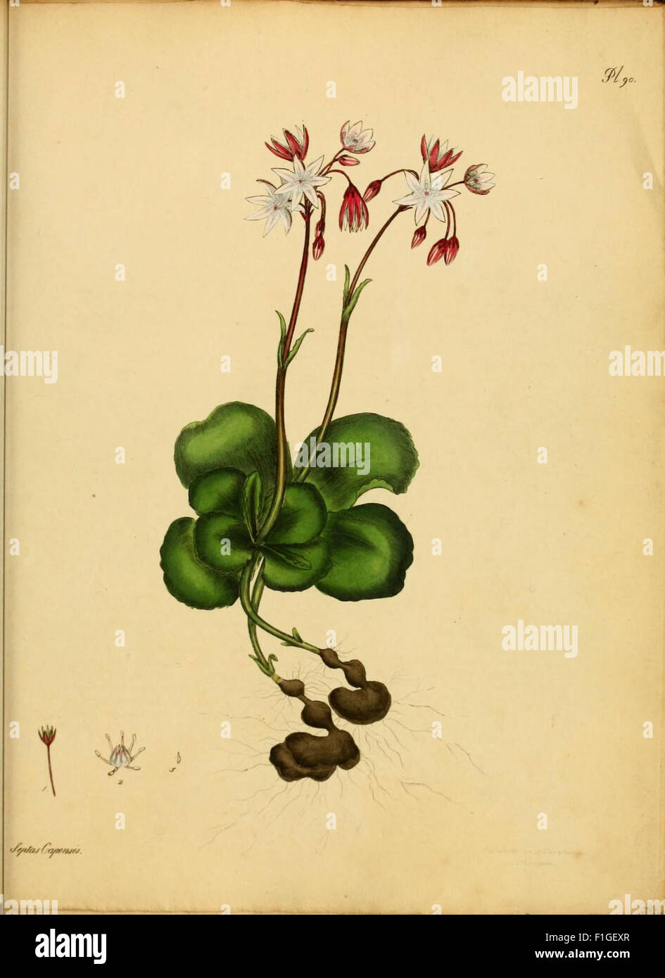 This 19th-century botanical work showcases new and rare plant species ...