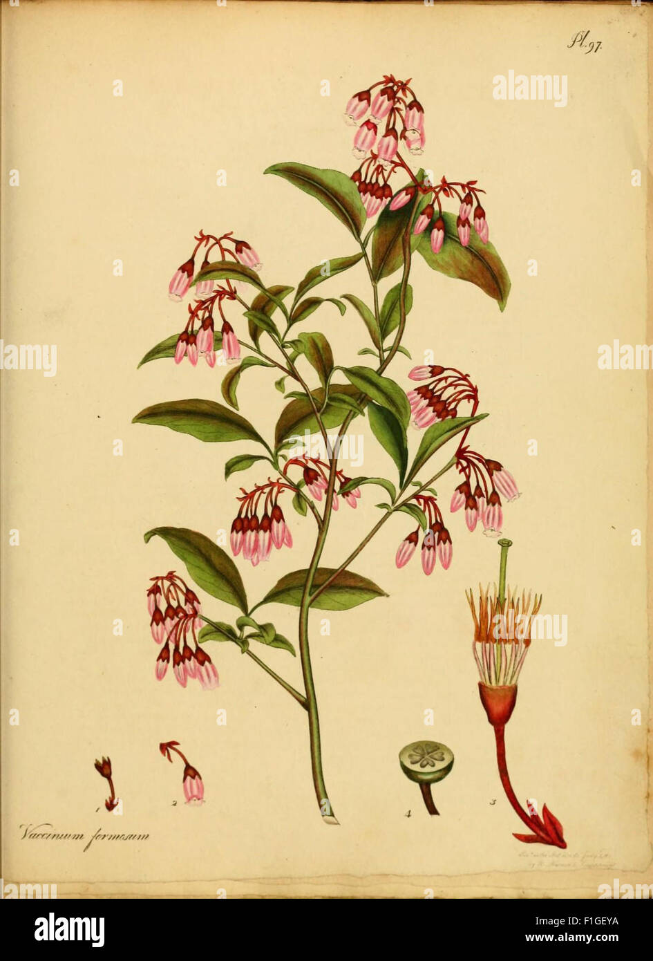 *The Botanist's Repository* presents illustrations of newly discovered ...
