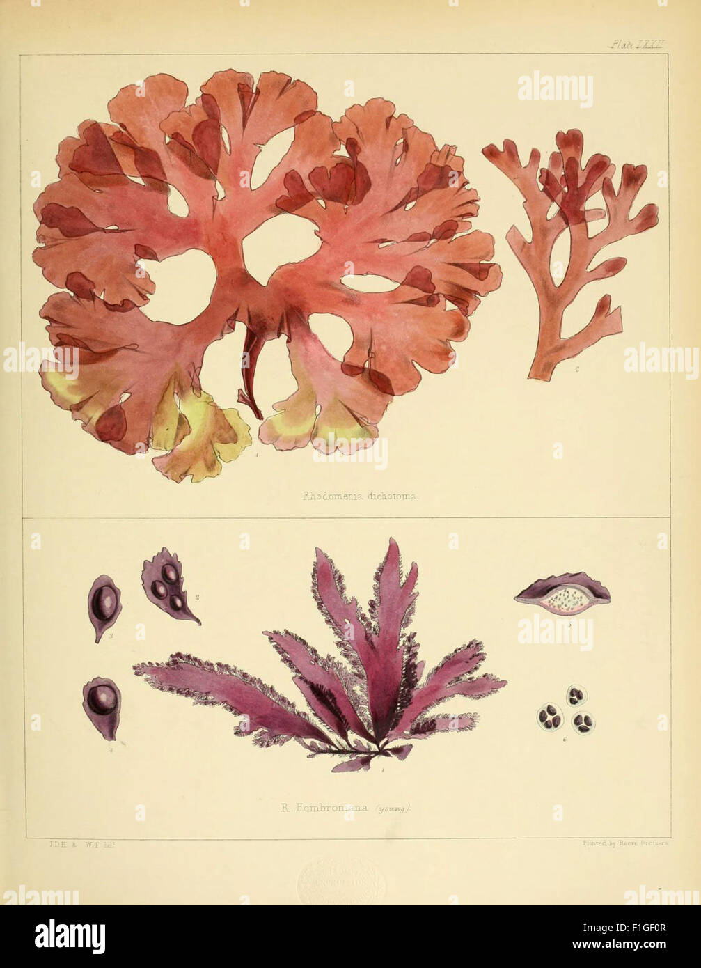 A botanical work from the 1839-1843 Antarctic voyage of the ships ...