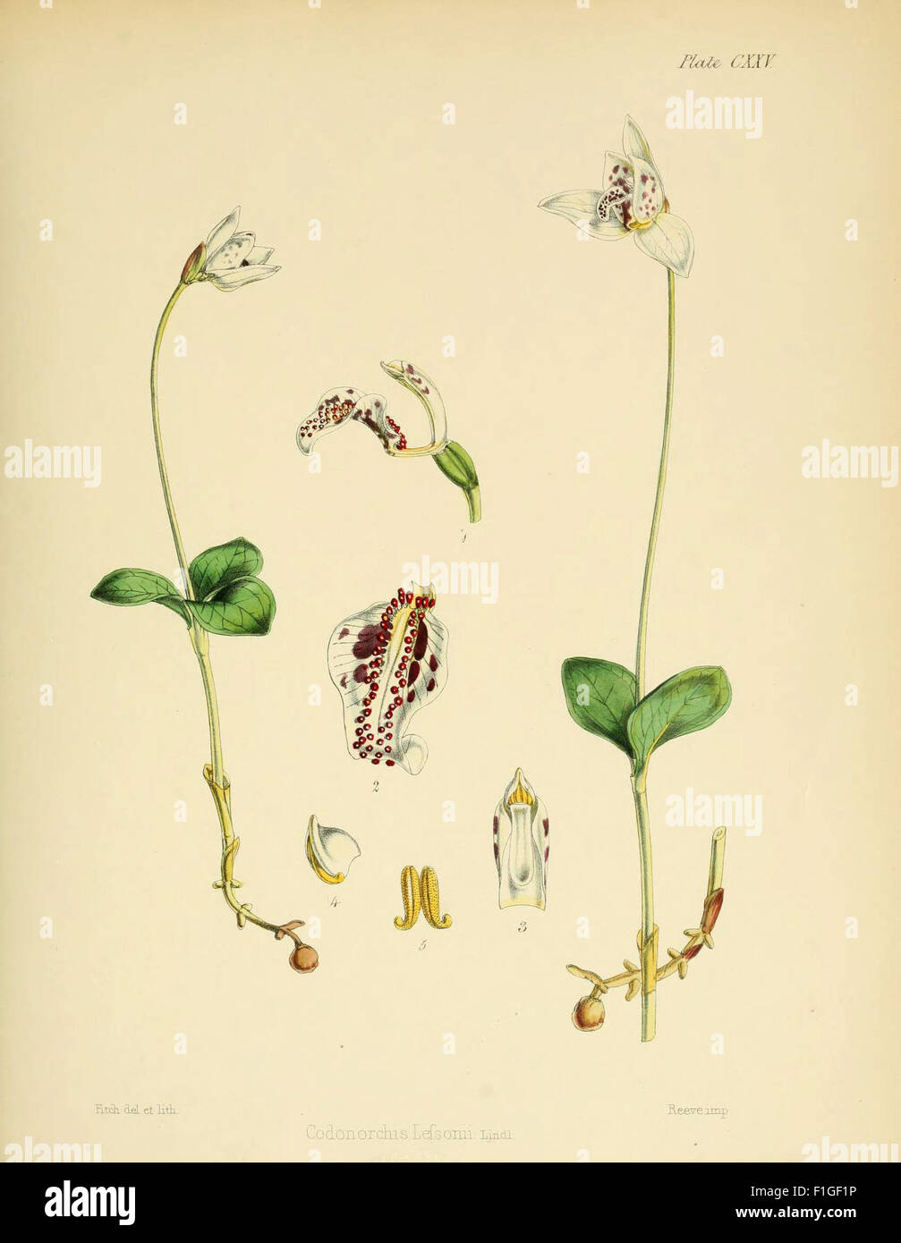 This historical botanical work details the plant species discovered ...
