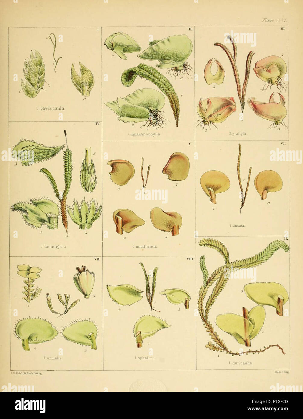 *The Botany of the Antarctic Voyage of H.M. Discovery Ships Erebus and ...