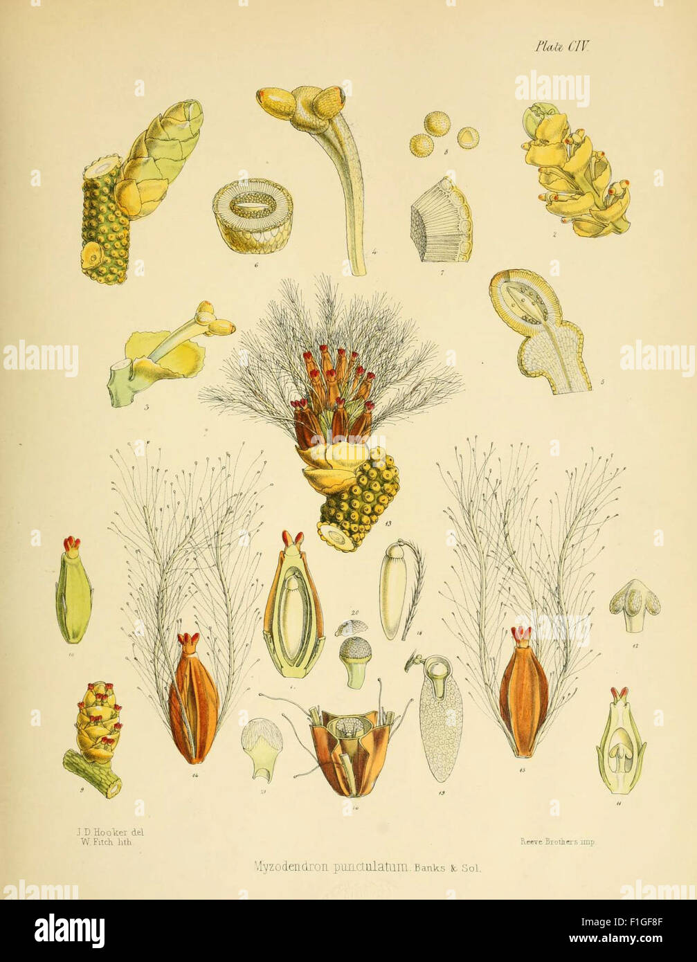 This botanical work documents the plant life encountered during the ...
