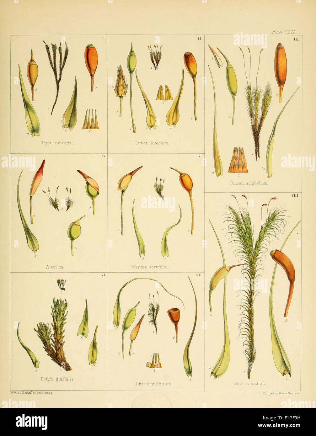 A botanical survey conducted during the Antarctic expedition of the HMS ...