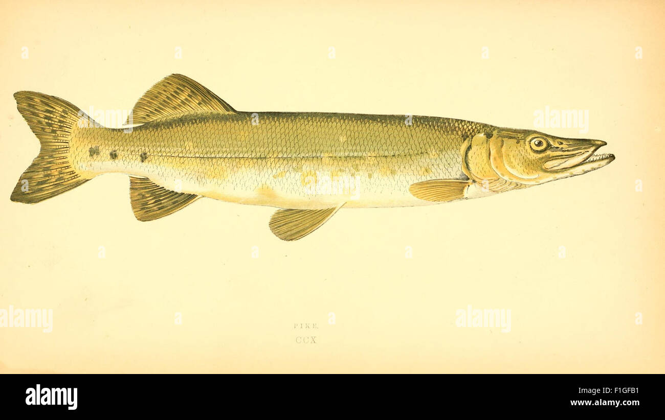 'A History of the Fishes of the British Islands' provides a thorough ...