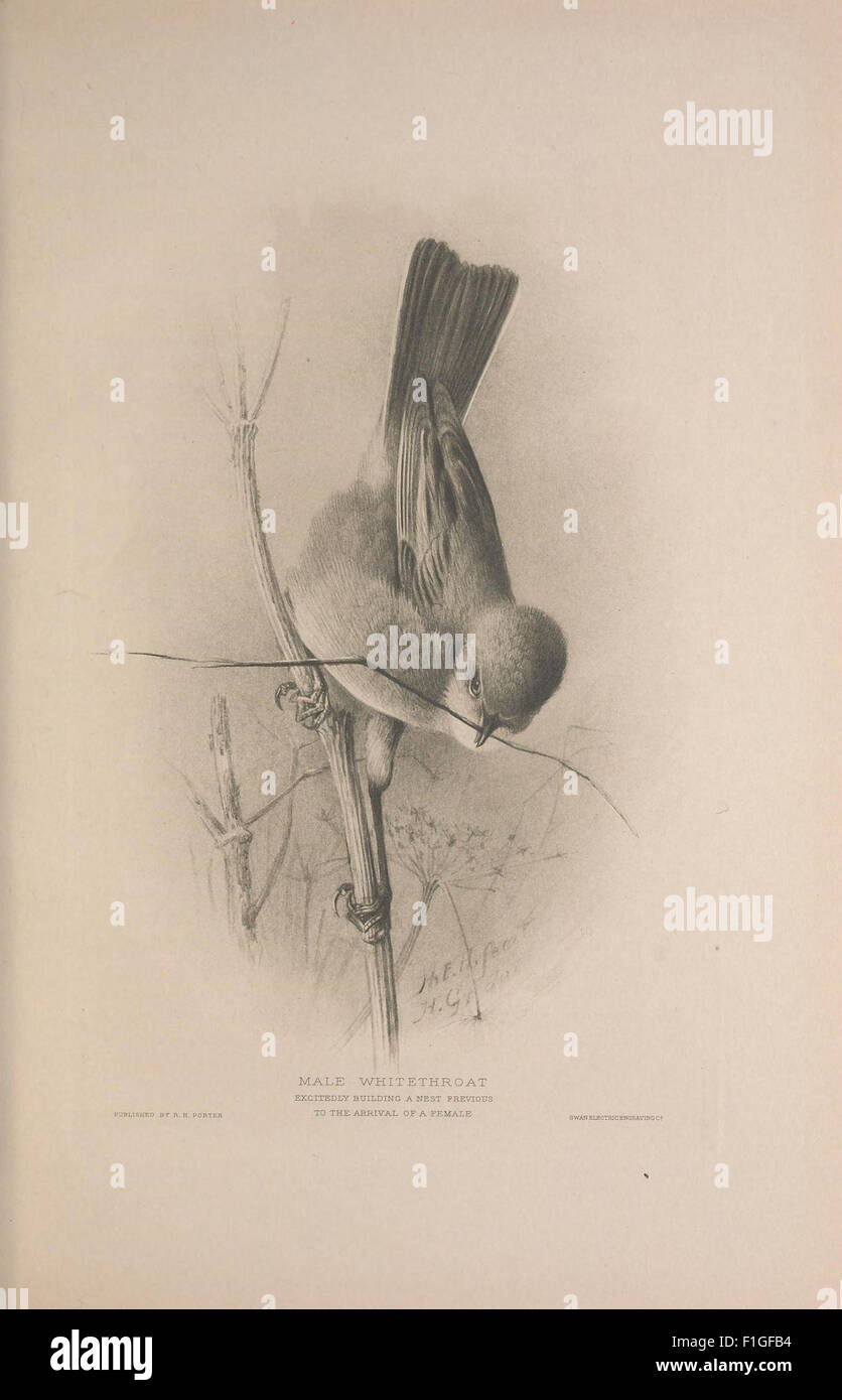 The British warblers Stock Photo - Alamy