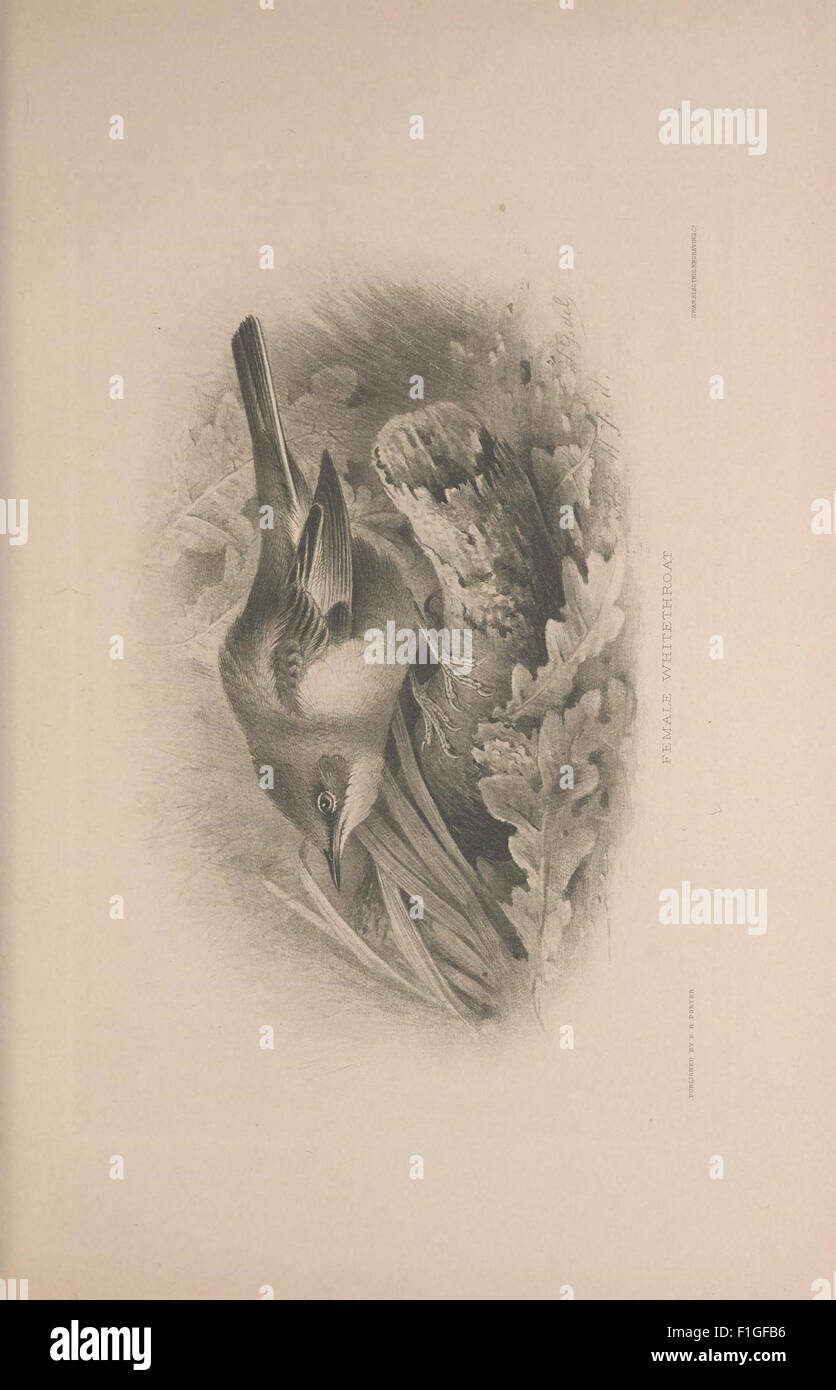 The British warblers Stock Photo - Alamy