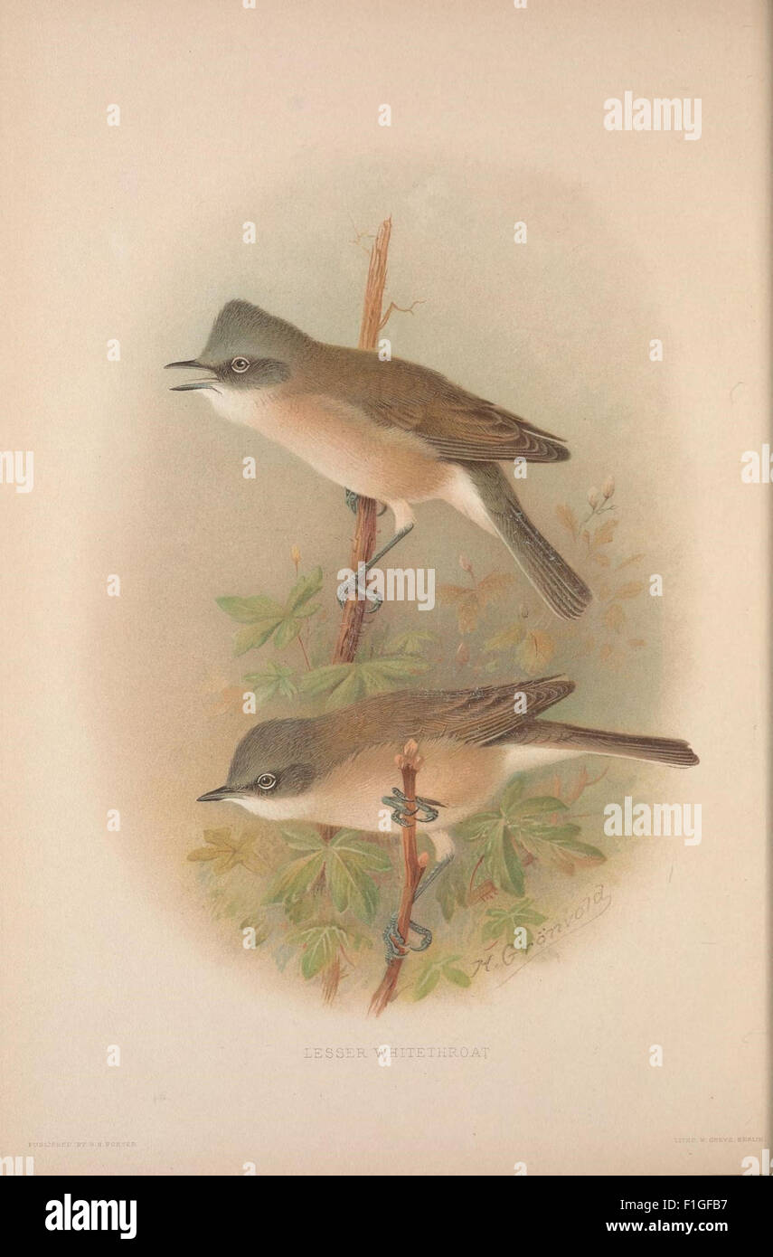 The British warblers Stock Photo - Alamy