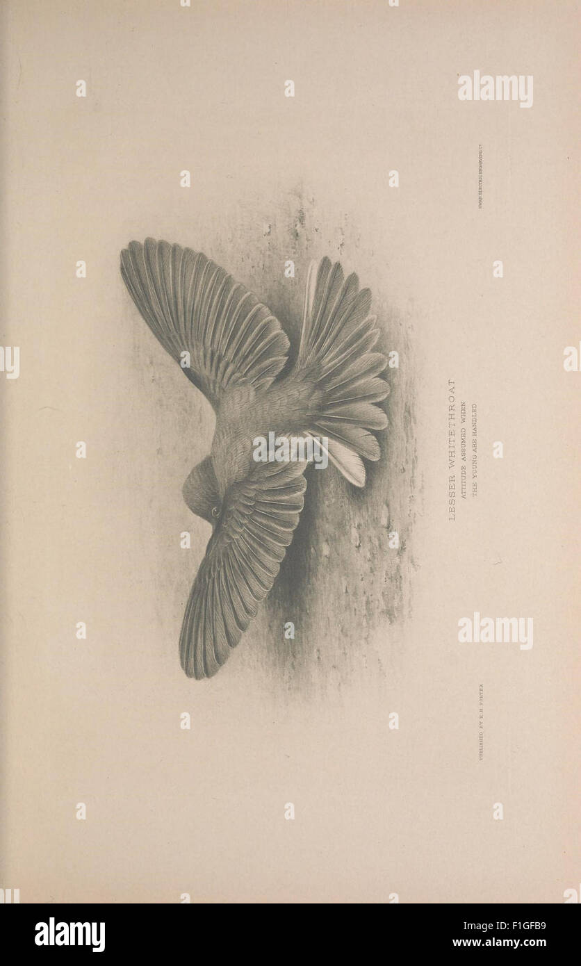 The British warblers Stock Photo - Alamy