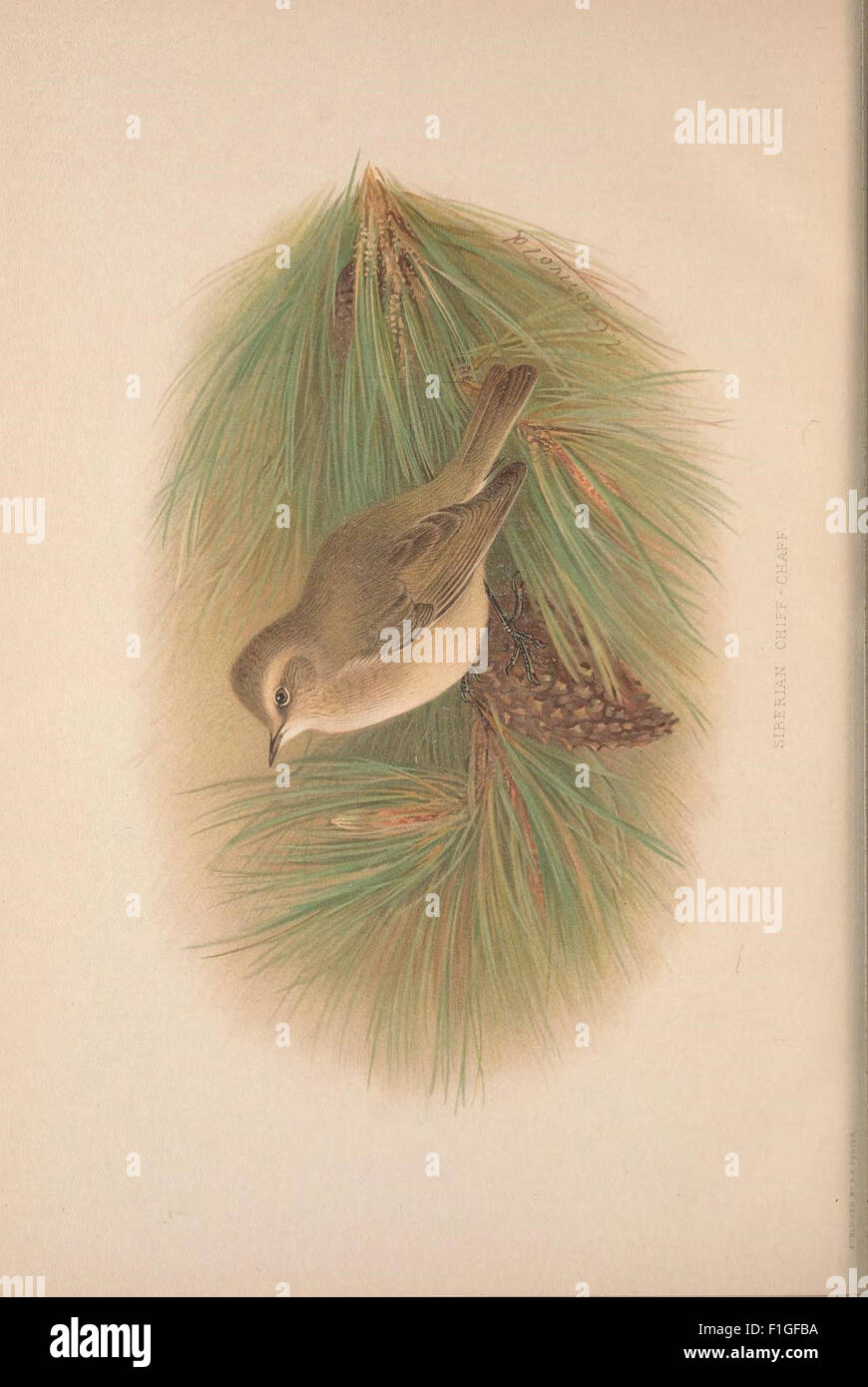 This historical work focuses on the British warblers, detailing their ...