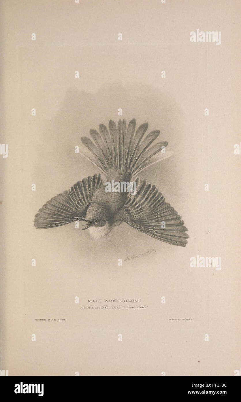 The British warblers Stock Photo - Alamy