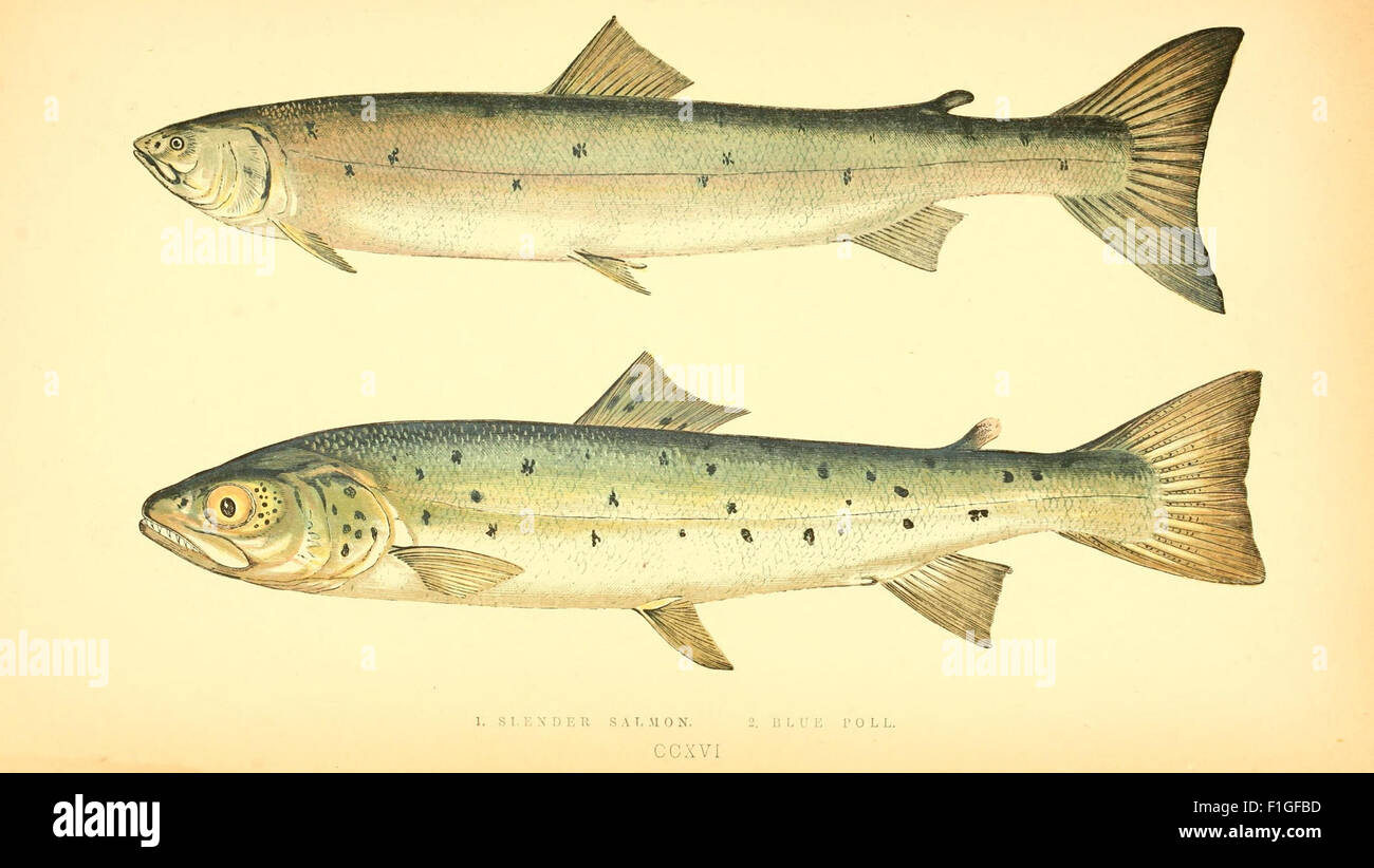 This work explores the diversity of fish species found in the British ...