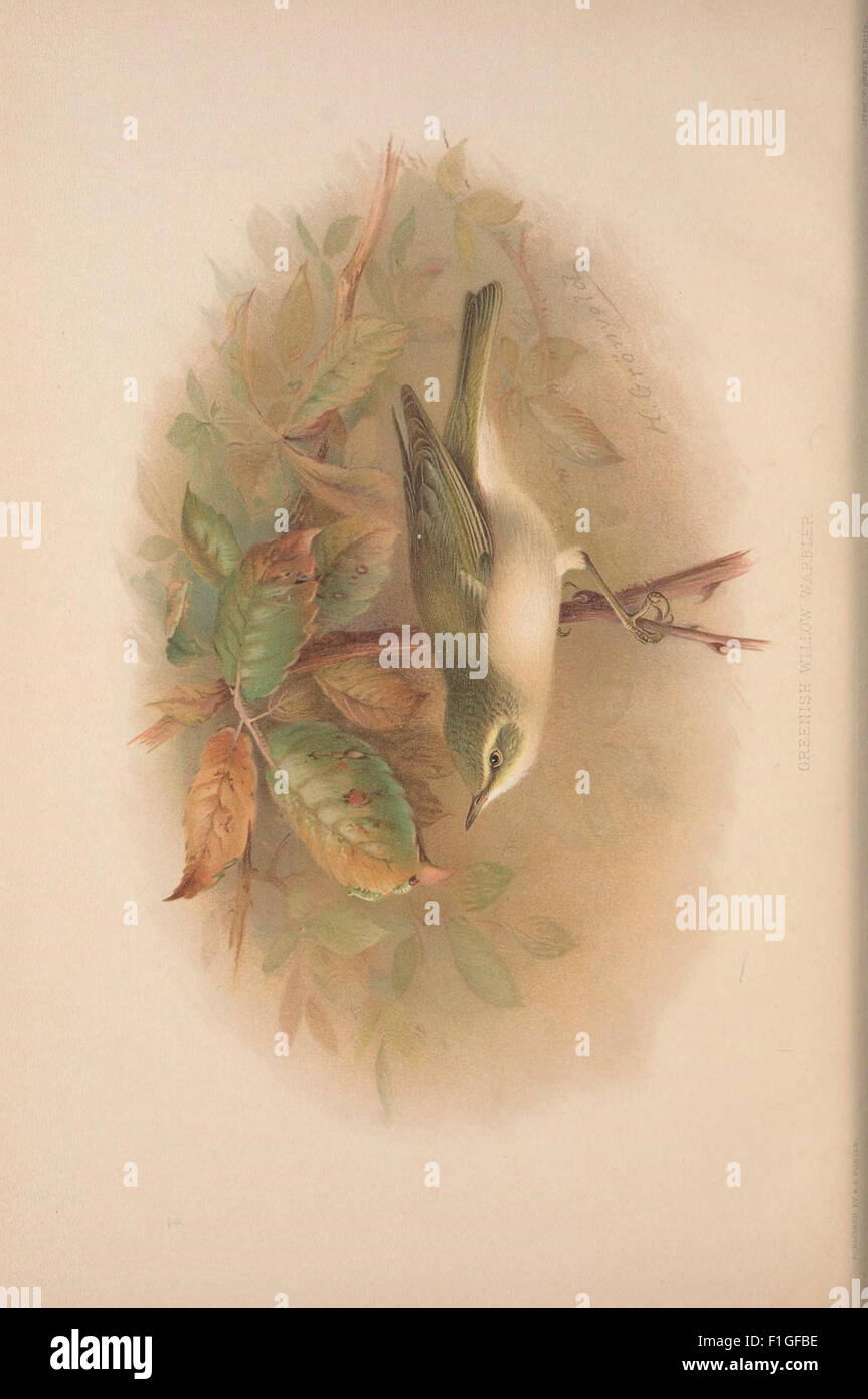 This work offers a comprehensive look at the British warblers ...