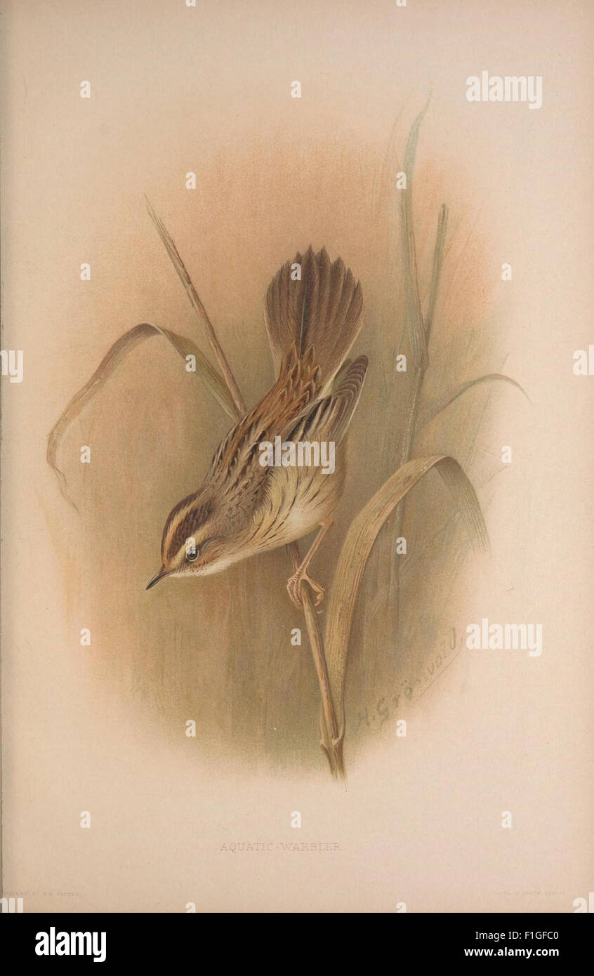 'The British Warblers' explores various species of warblers found in ...