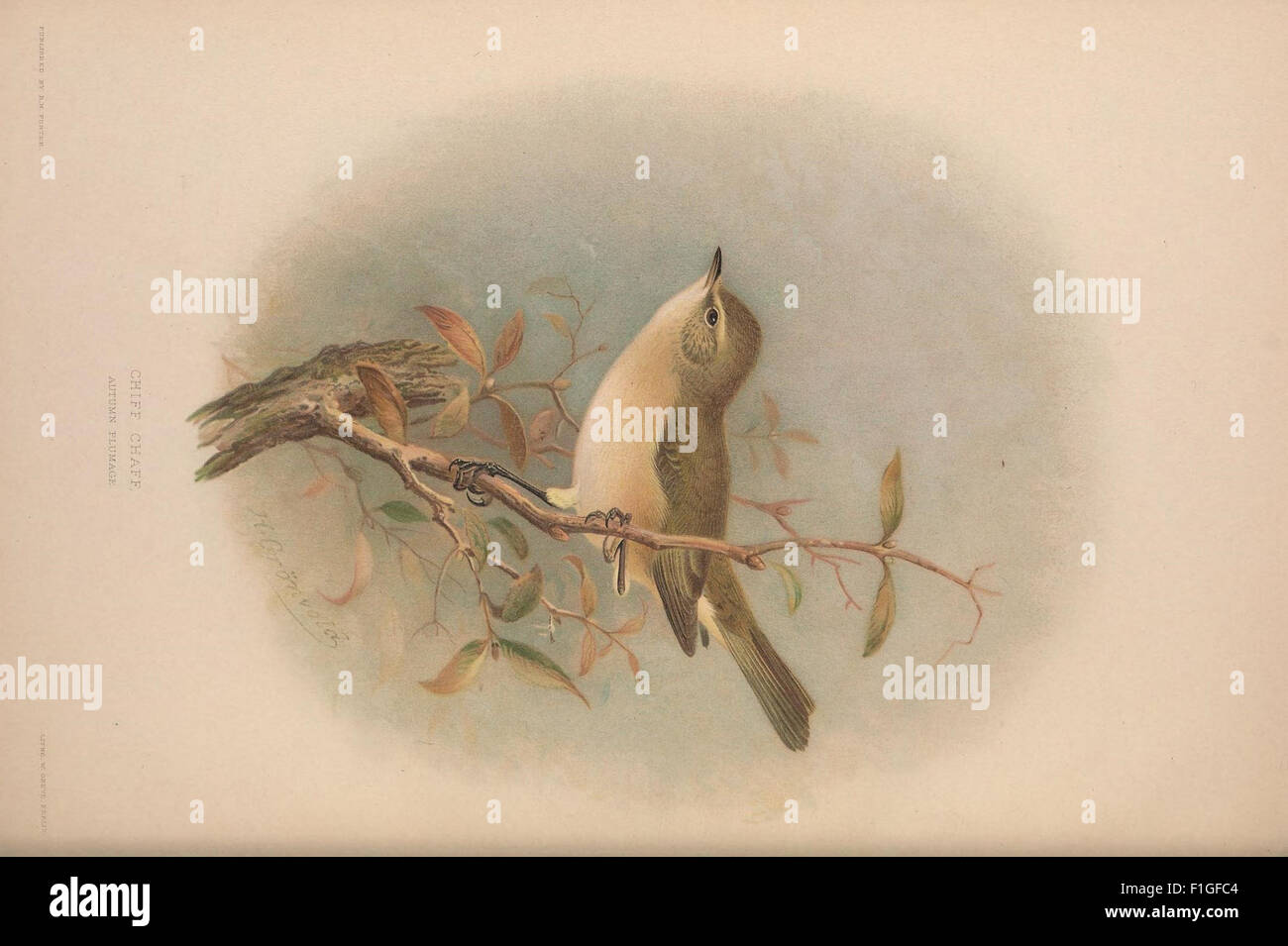 'The British Warblers' (Pl. 1) focuses on the depiction and study of ...