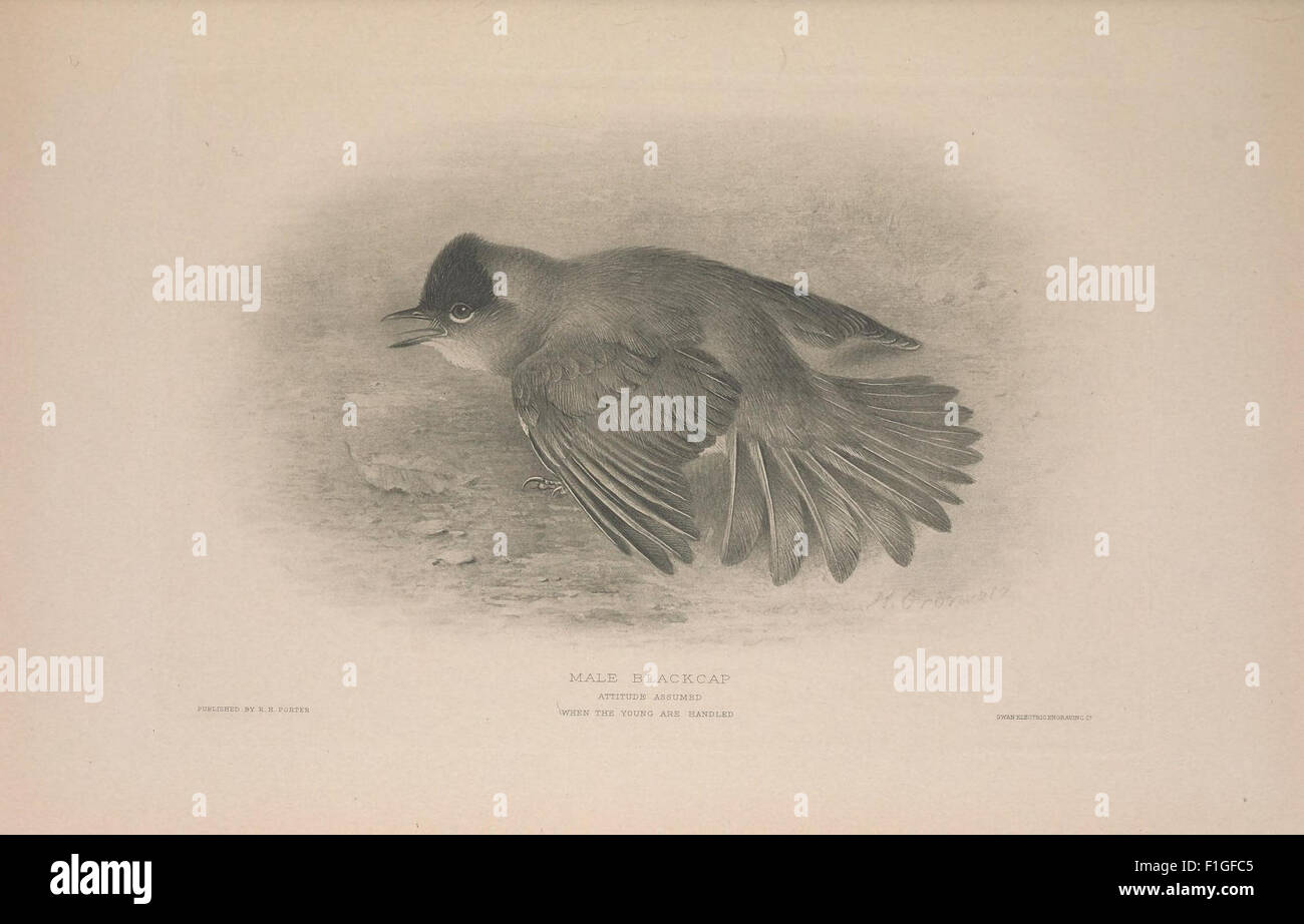 'The British Warblers' showcases illustrations of warblers native to ...