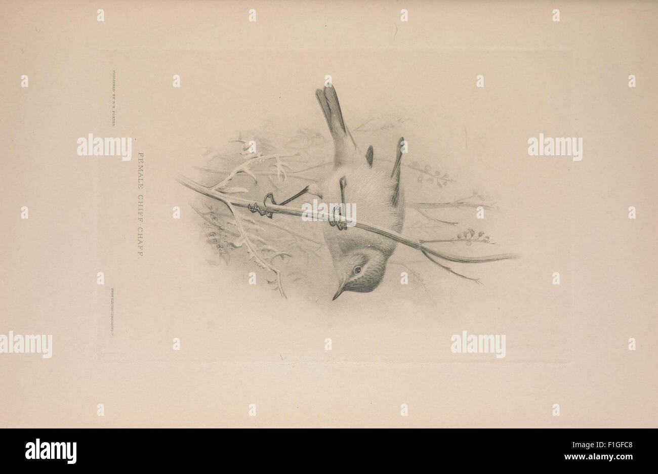 *The British Warblers* is a detailed illustration of British warbler ...