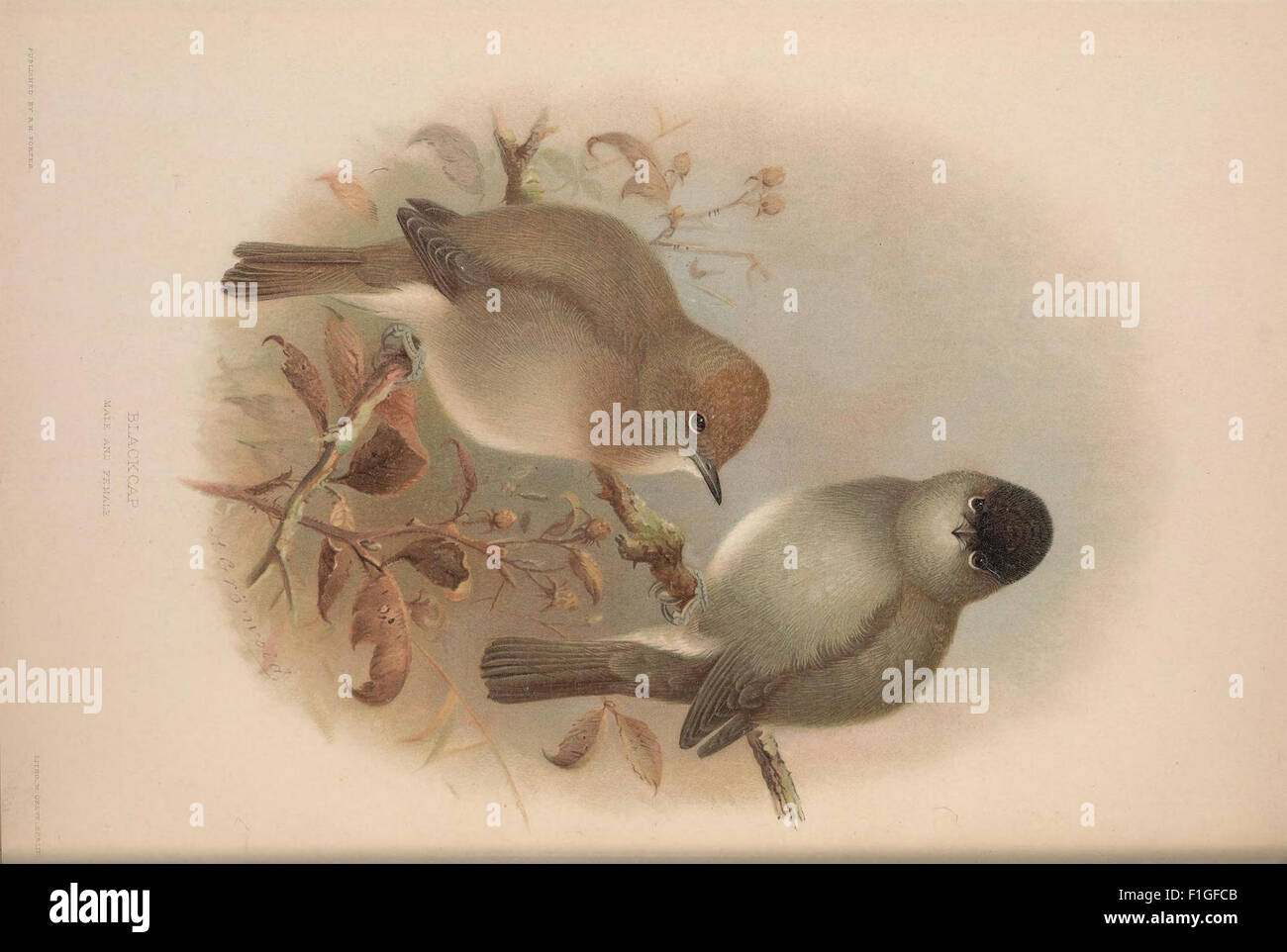 This illustration, from a series on British warblers, showcases species ...