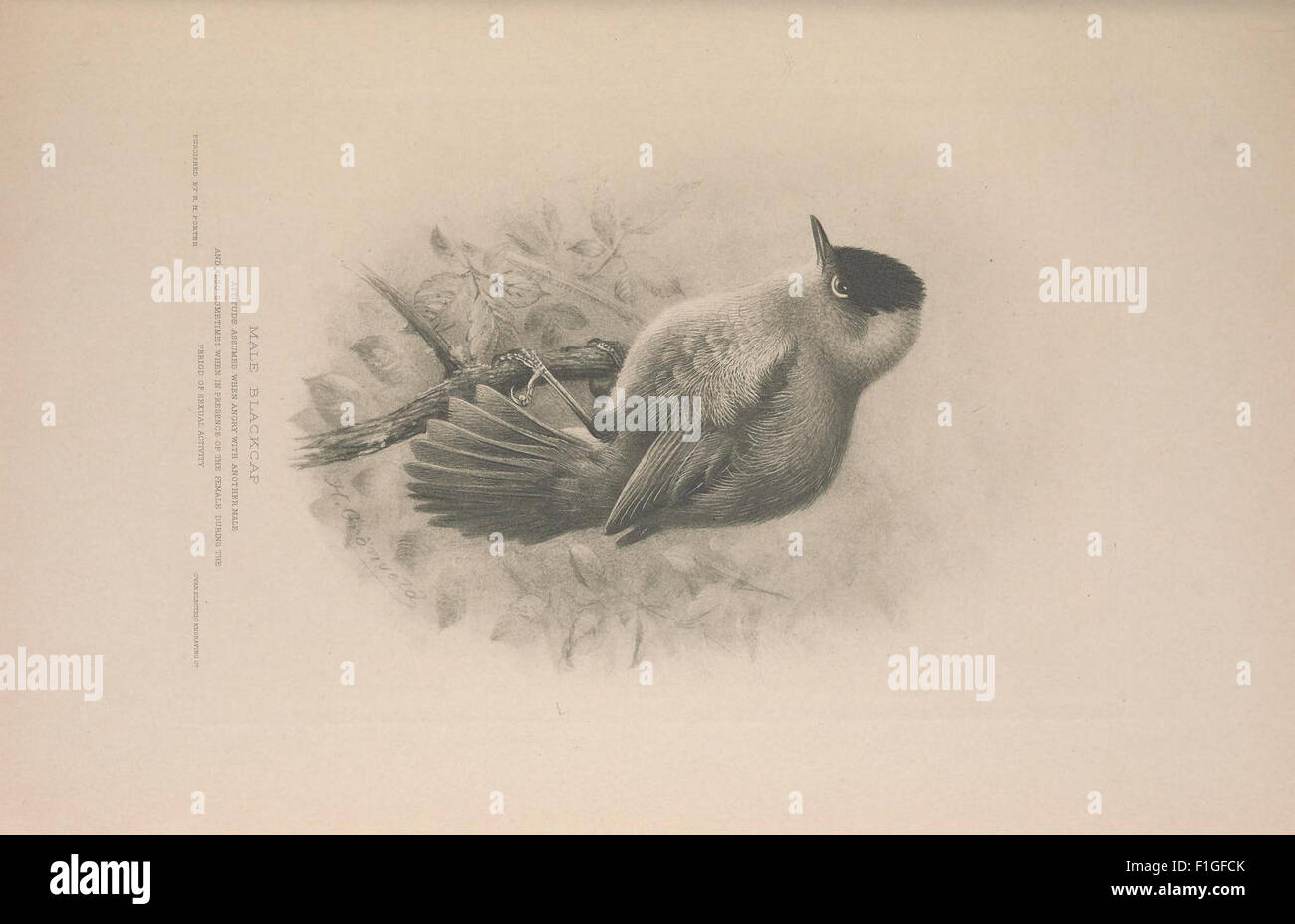 This illustration from 'The British Warblers' shows various species of ...