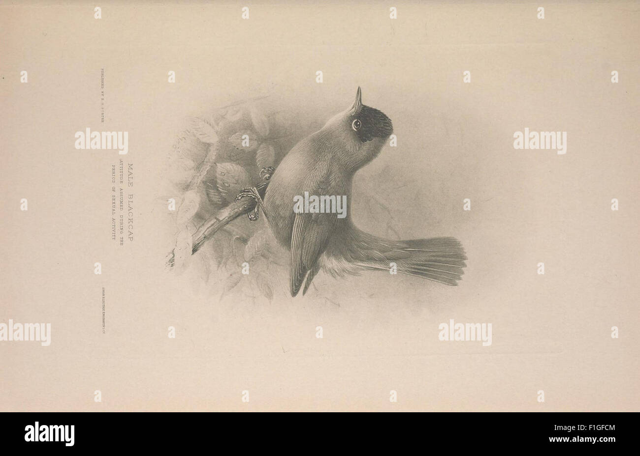 'The British Warblers' (Plate 6) features detailed illustrations of ...