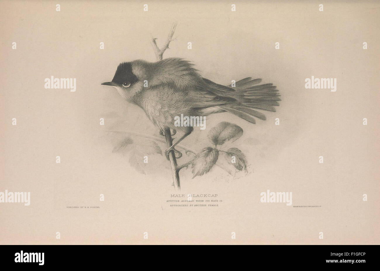 This plate from a study on British warblers illustrates various species ...