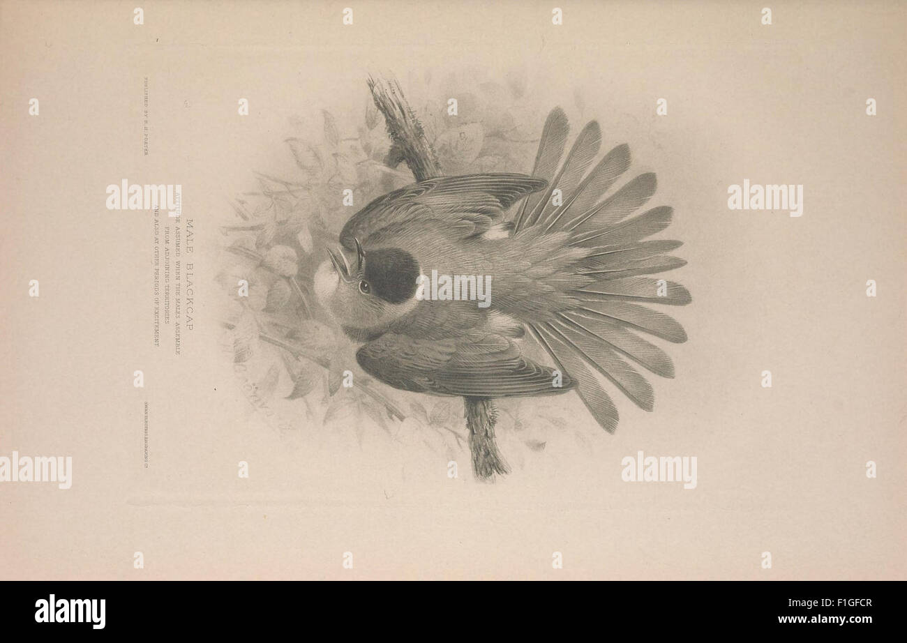 This 19th-century work features illustrations of British warblers ...