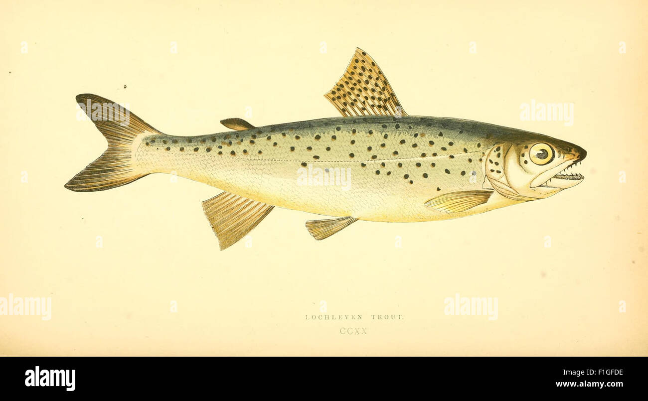 This comprehensive history of the fishes of the British Isles provides ...