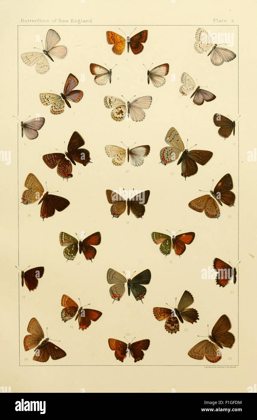 A comprehensive guide to the butterflies of the eastern United States ...