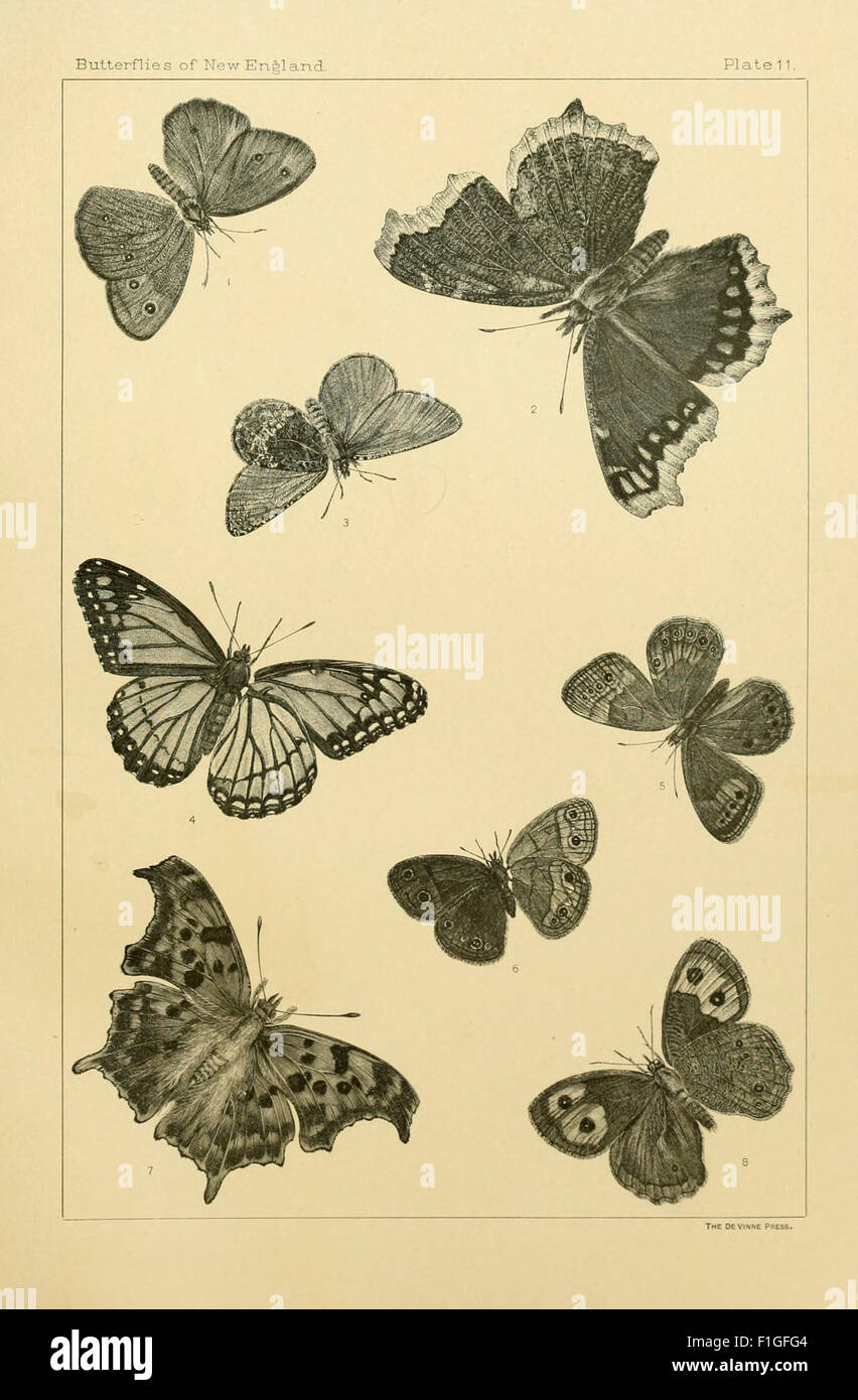The butterflies of the eastern United States and Canada Stock Photo - Alamy