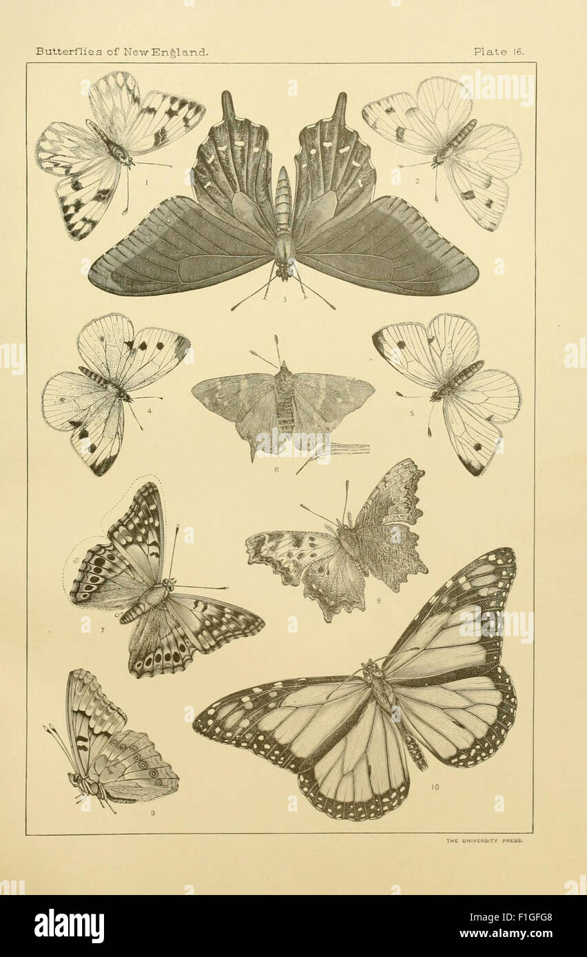 The butterflies of the eastern United States and Canada Stock Photo - Alamy