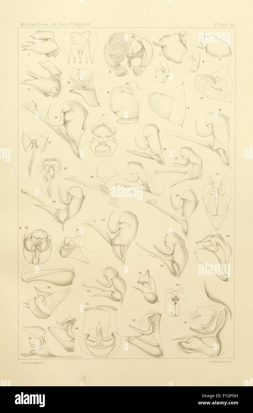 An illustrated guide to the butterflies of the eastern United States ...
