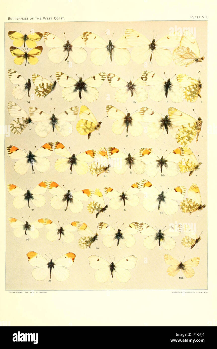 This work illustrates butterflies from the West Coast of the United ...