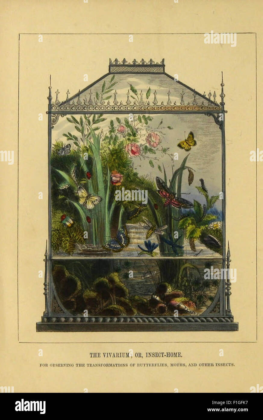 The butterfly vivarium Stock Photo - Alamy