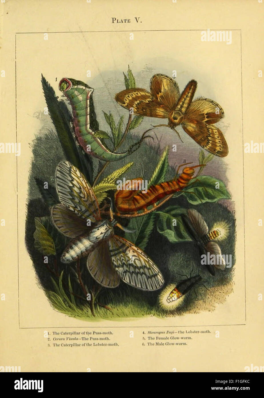 This book describes the creation and management of a butterfly vivarium ...