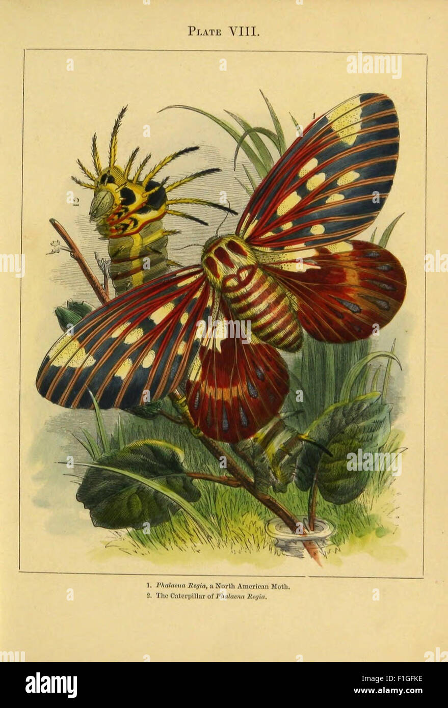'The Butterfly Vivarium' is a historical work documenting the ...