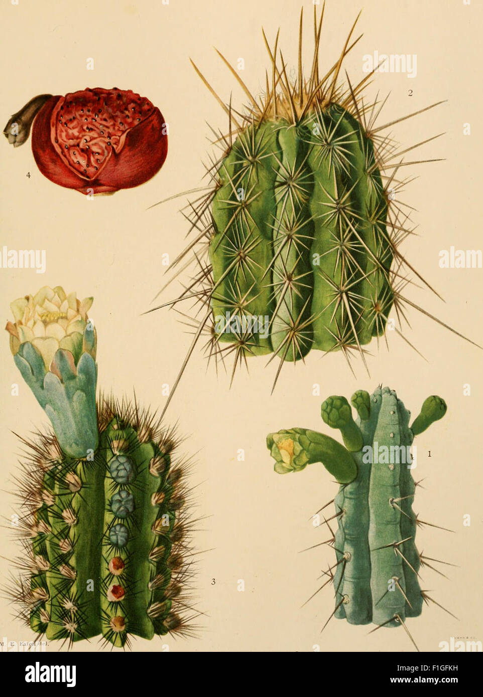 The Cactaceae - descriptions and illustrations of plants of the cactus ...