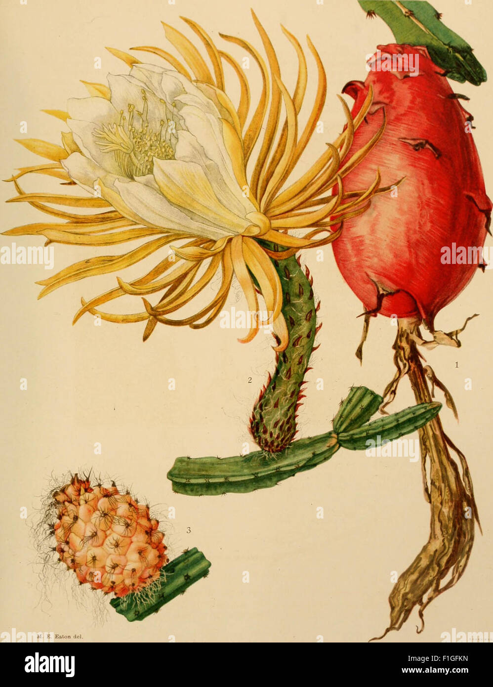 A 1919 botanical work that provides detailed descriptions and ...