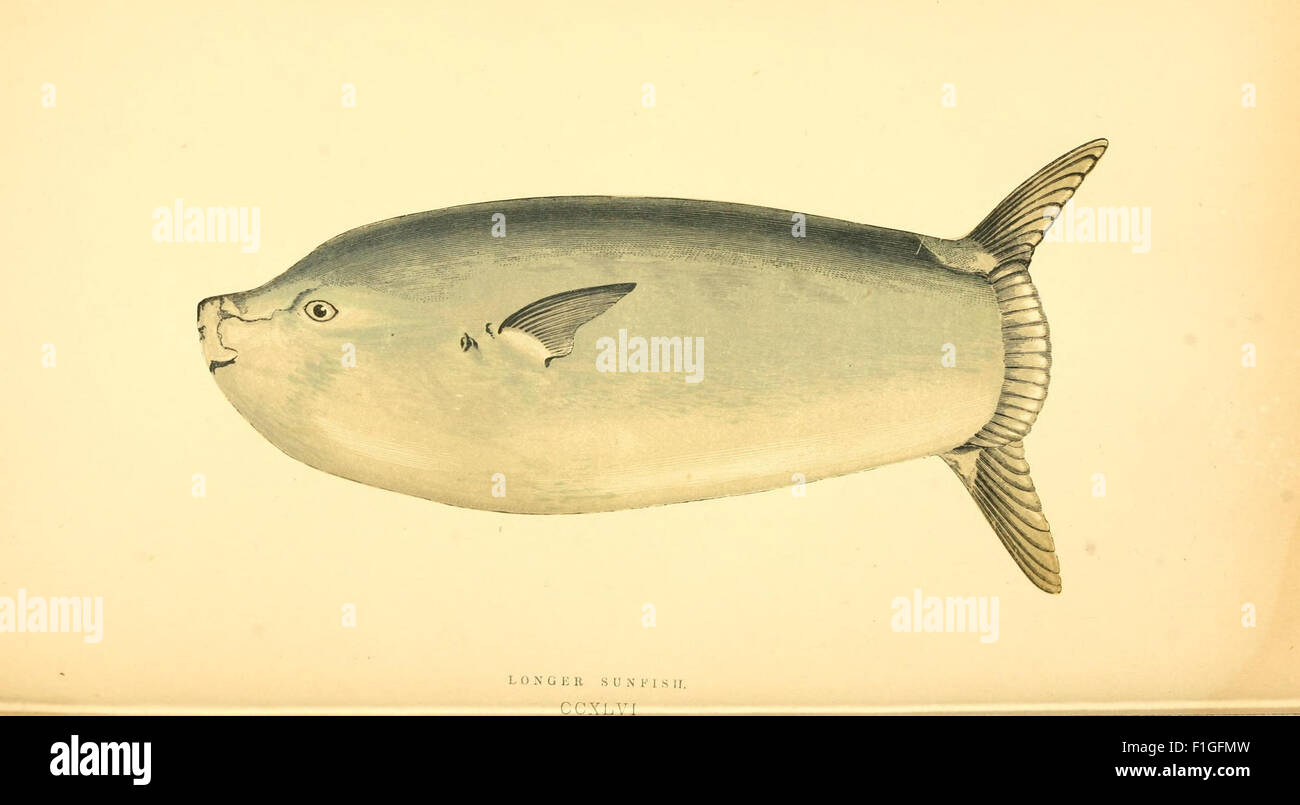 A History of the Fishes of the British Islands details the marine and ...