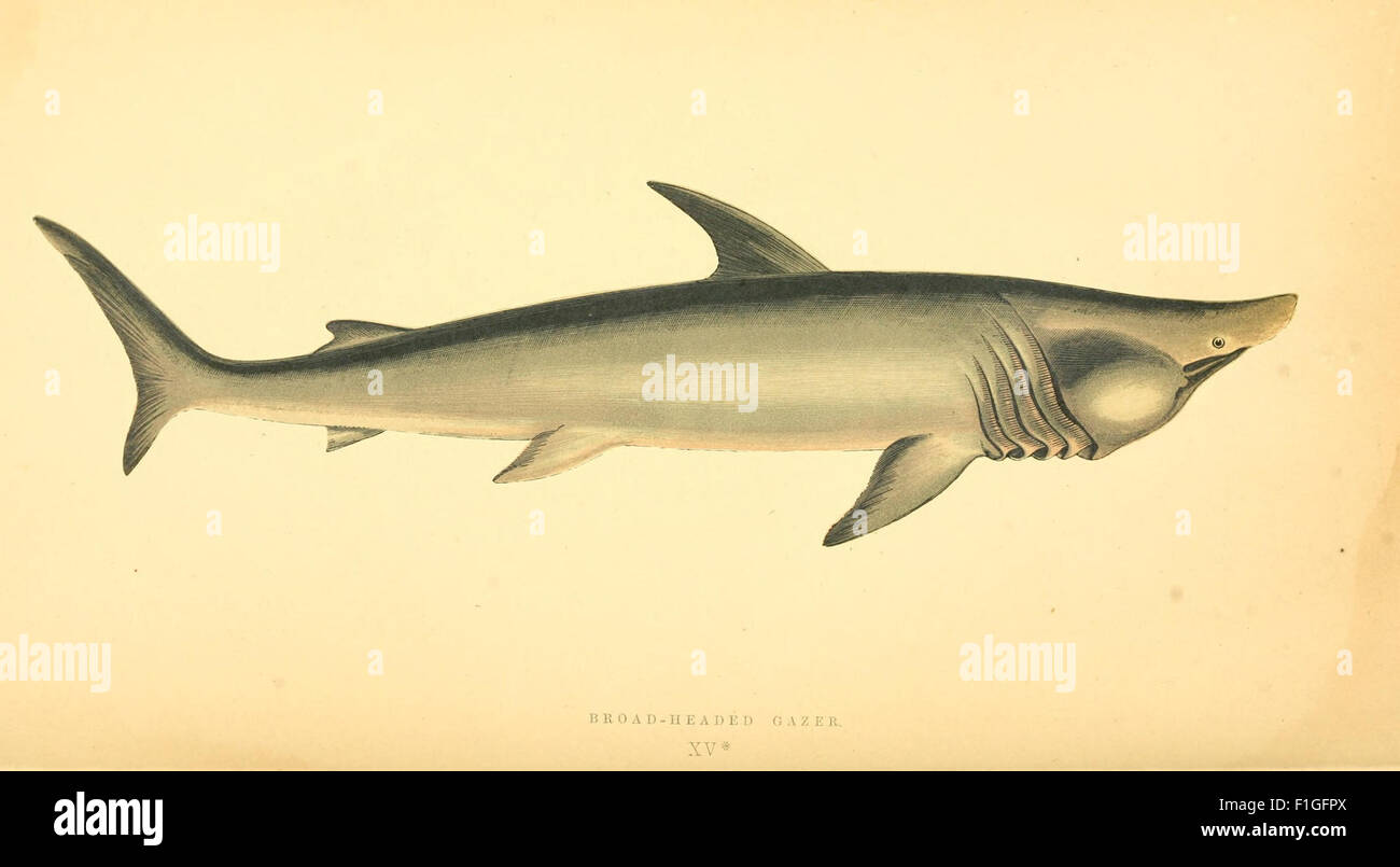 This work presents a thorough history of fish species in the British ...