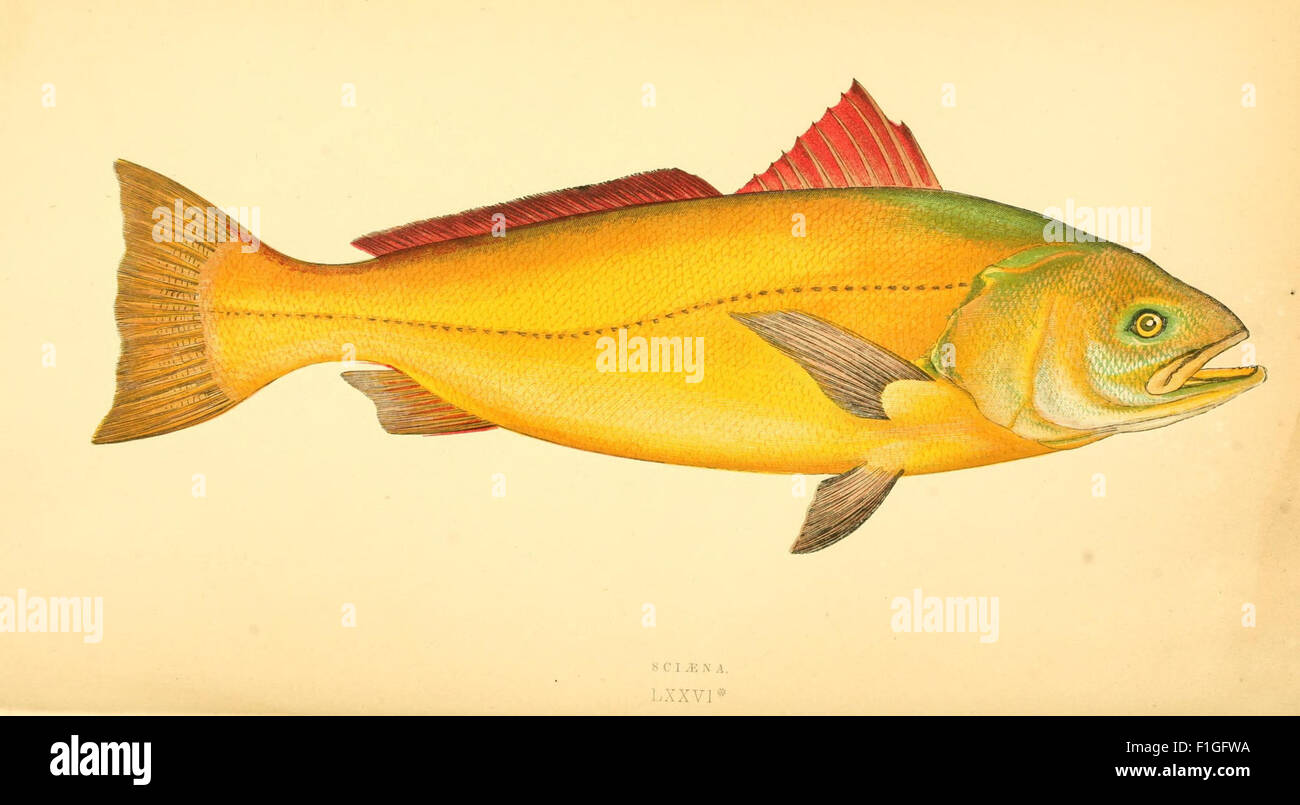 A historical work on the fishes of the British Islands, providing ...