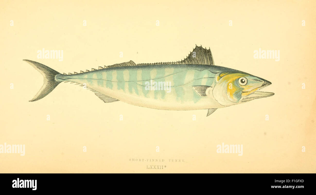 'A History of the Fishes of the British Islands' provides an in-depth ...