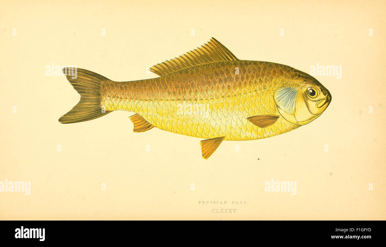 *A History of the Fishes of the British Islands* provides a ...
