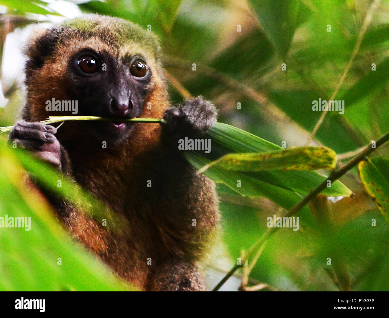 Hapalemur aureis- The golden bamboo lemur in Parc National de ...