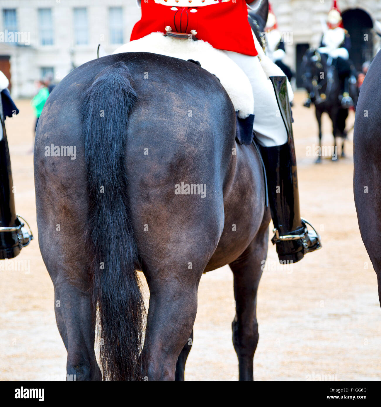 in london england horse and cavalry for the queen Stock Photo - Alamy