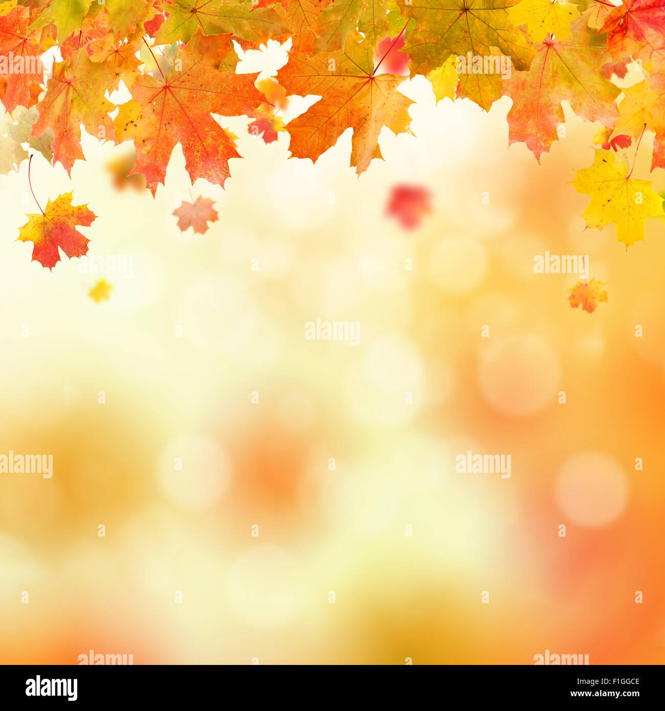 Fall autumn leaf hi-res stock photography and images - Alamy
