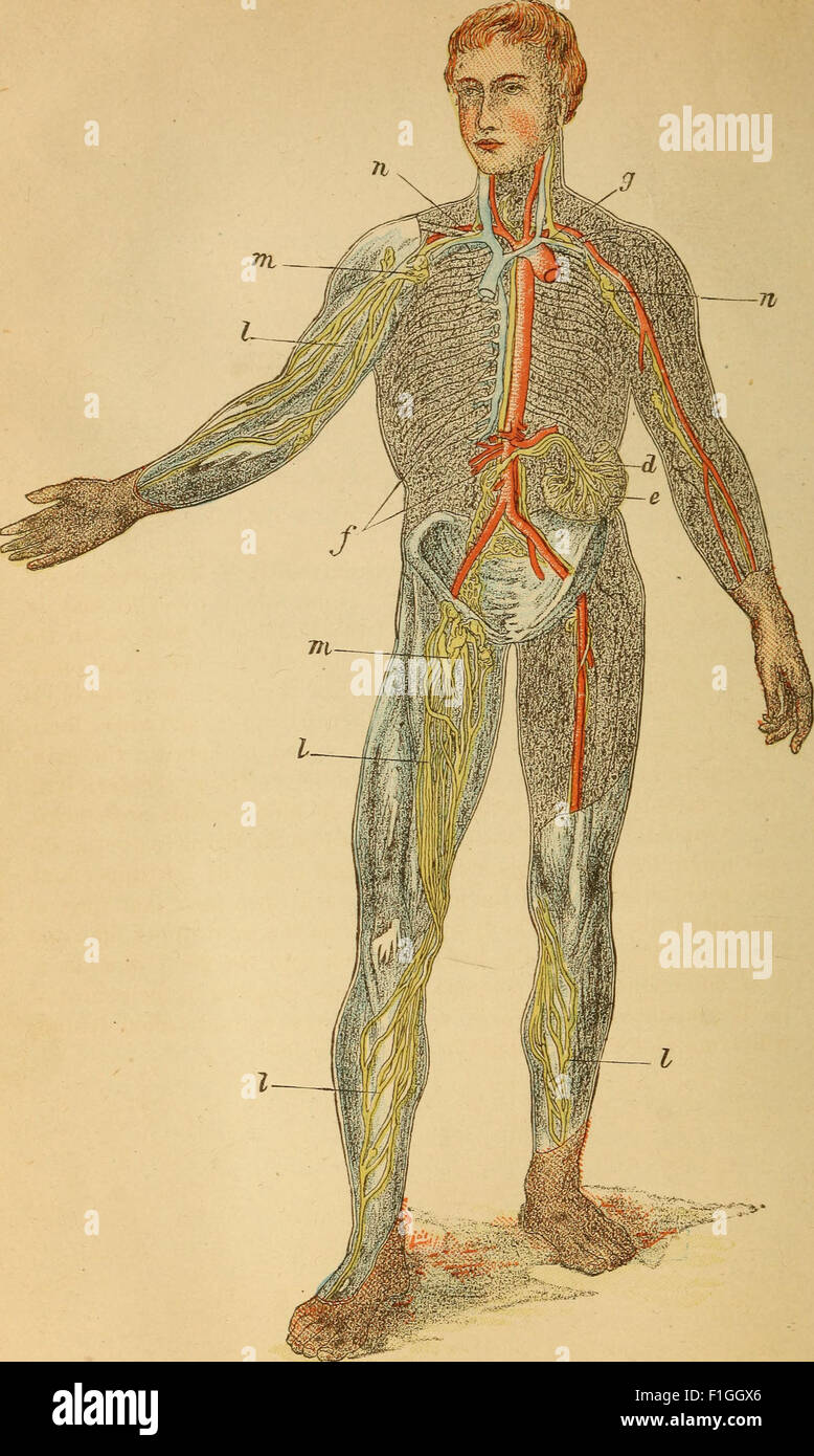 The human body. A beginner's text-book of anatomy, physiology and ...